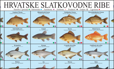 Hrvatske slatkovodne ribe | Ribolovni Savez